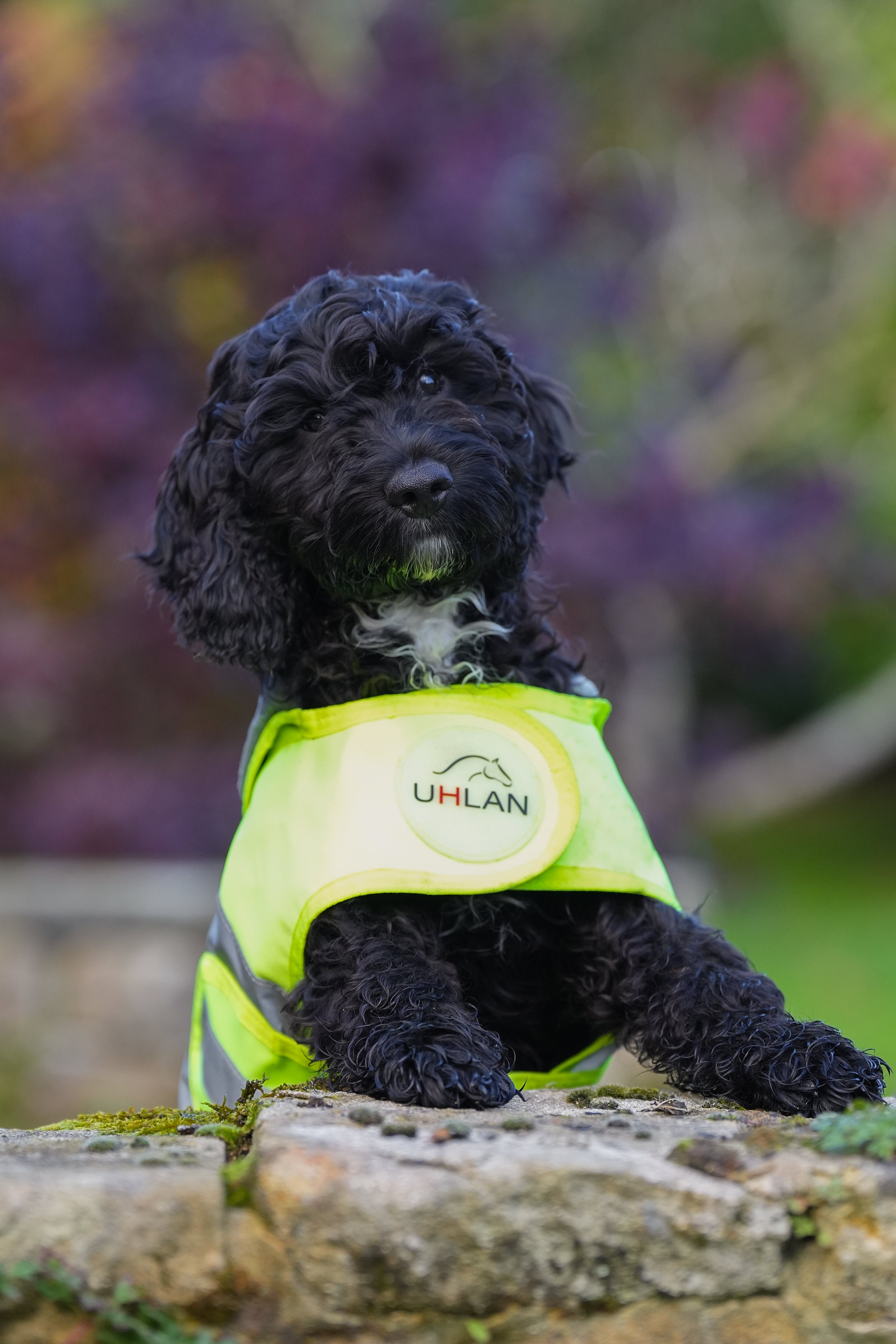 Yellow Hi Viz Waterproof Dog Coat – Uhlan