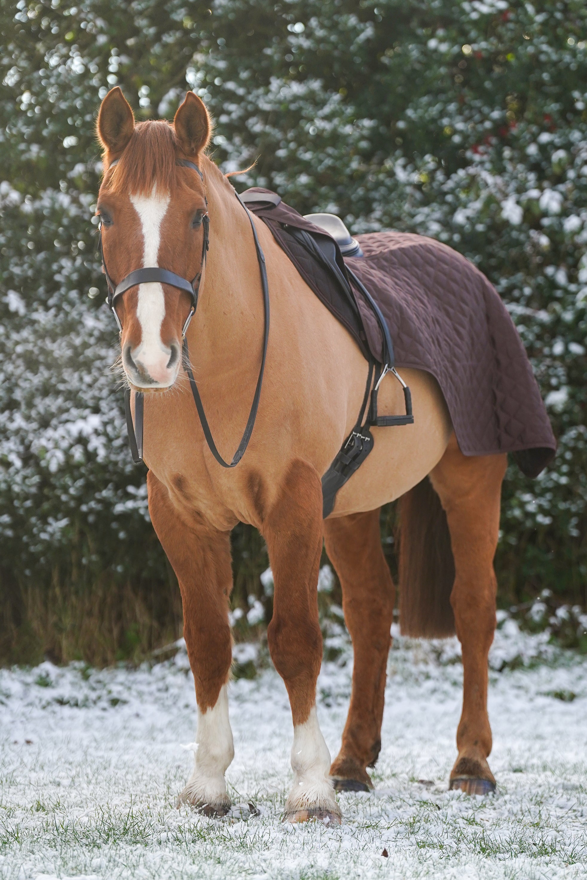 Horse Exercise Sheet Rug Ride on rug 160g Fur Lining – Uhlan